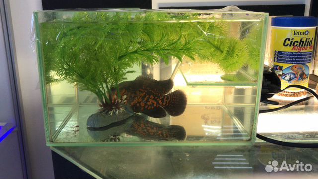 Астронотус Бесплатно