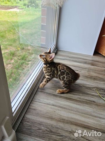 Бенгальские котята