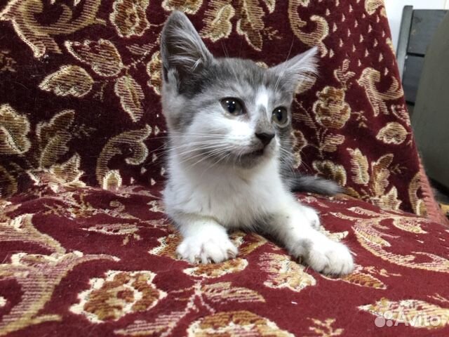 Котик от вислоухой кошки в добрые руки
