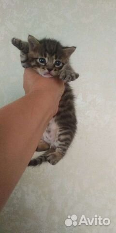 Бенгальские котята