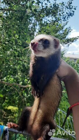 Хорьки в добрые руки