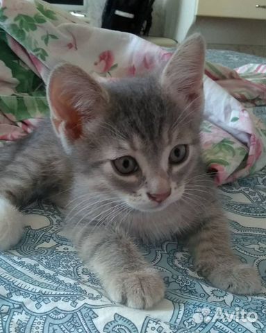 Котенок в добрые руки