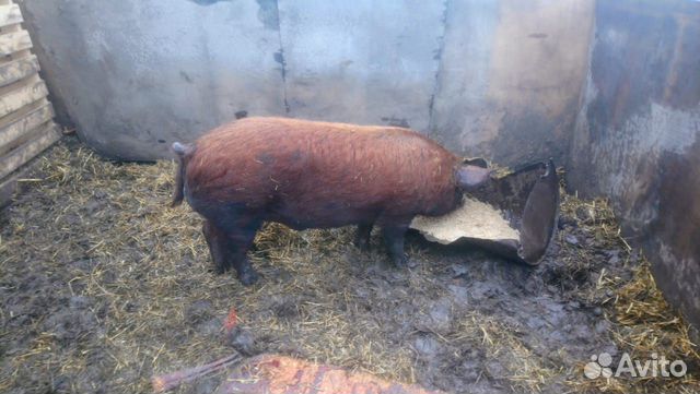 Кабан дюрок