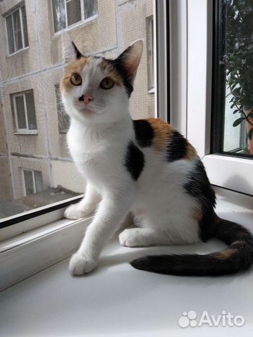 Чудная молодая кошечка подросток