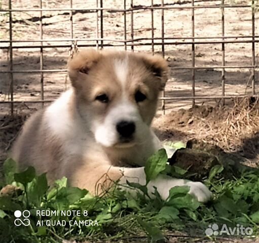 Щенок алабая.Только туркменские крови
