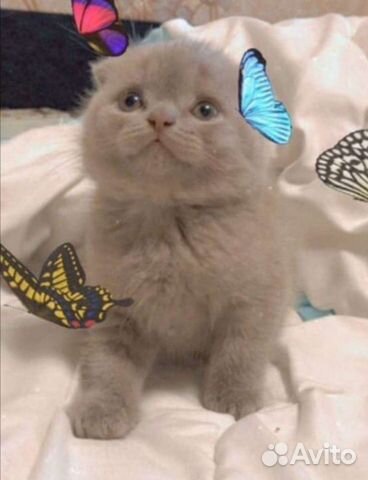 Шотландские вислоухие котята