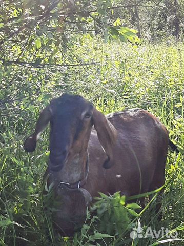 Англо нубийские козы