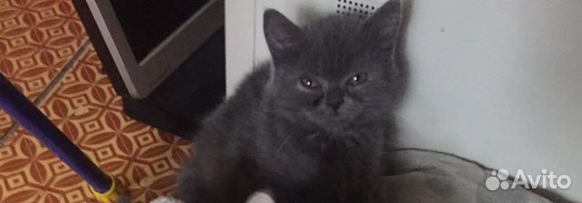 Кошечка Нюша