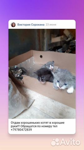 Кошки бесплатно сибирская метиска