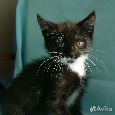 Котенок Атос в добрые руки