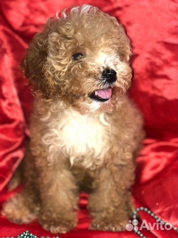 Мальтипу яркий мальчик