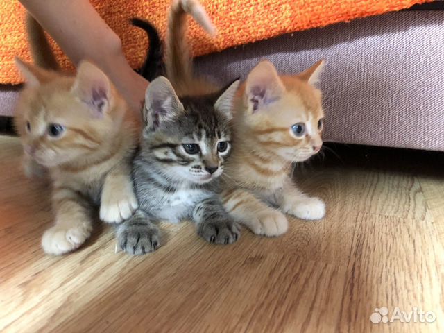 Котята в добрые руки