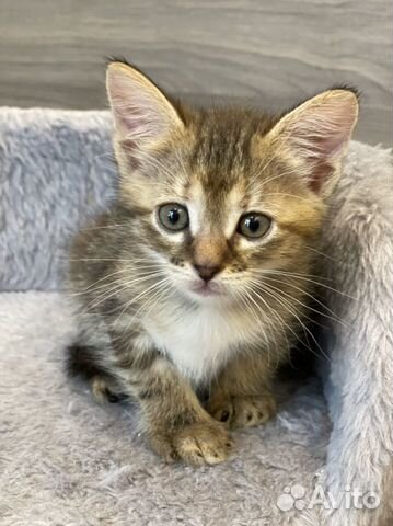 Мраморный котенок девочка
