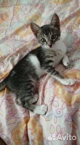 Поиск дома 2 котяткам