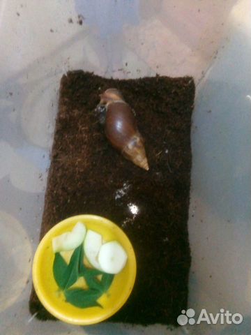 Улитки ахатины