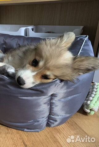 Вельш-корги пемброк флаффи, девочка