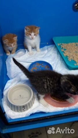 Маленькие котята с помойки ищут помощ и дом