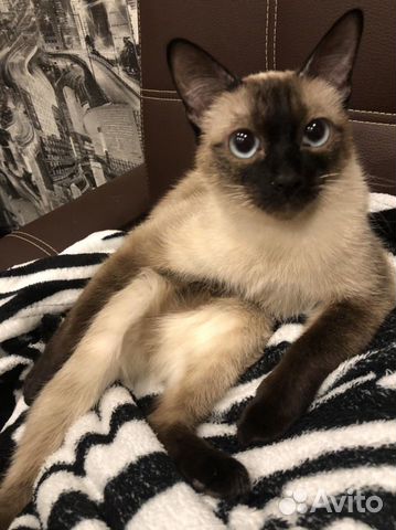 Тайский /Сиамский котик