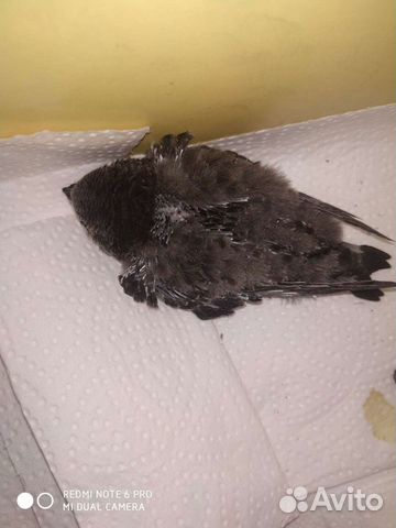 Птенец стрижа