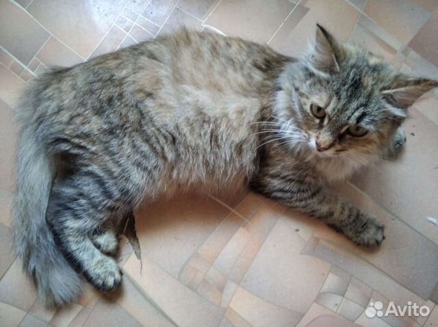 Кошка