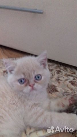 Котенок -мальчик