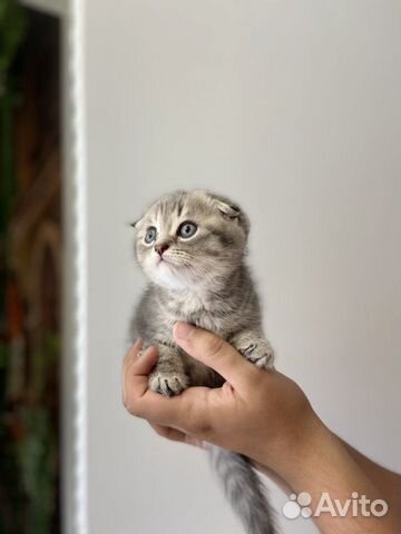 Британские котята