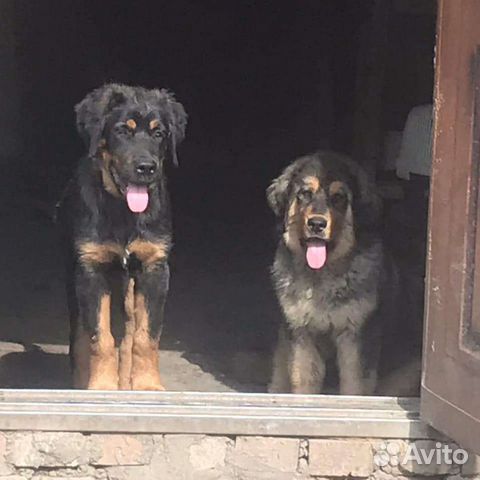 Щенки Хотошо в Краснодаре