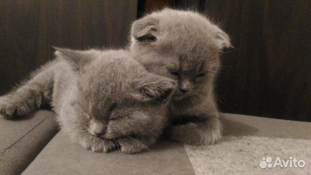 Британец Кокша, кот