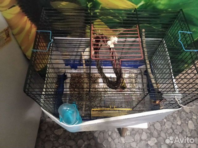 Конарейка лесная