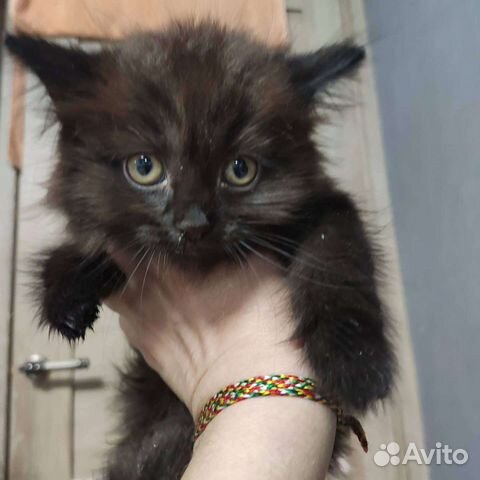 Кошка в дар