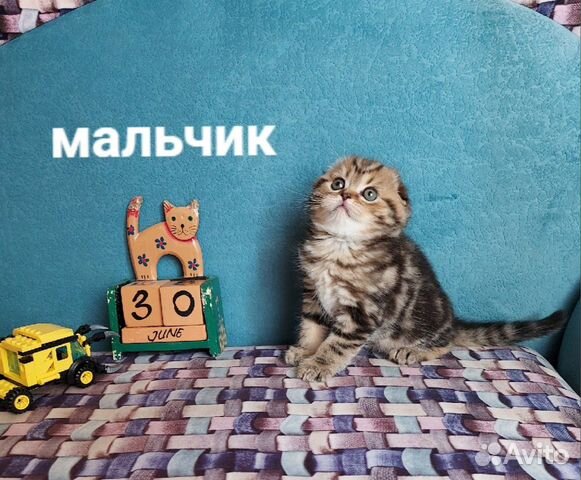 Три шотландца. Документы. Фото реальное