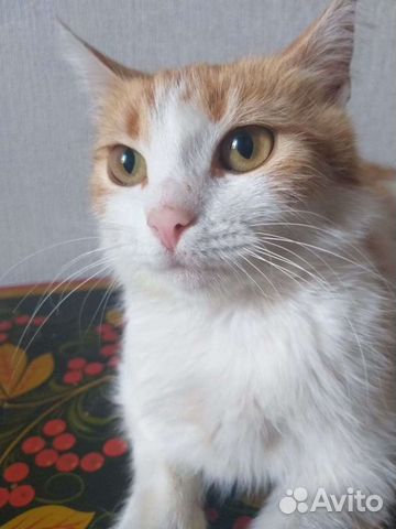 Рыжее чудо кошка Лиса