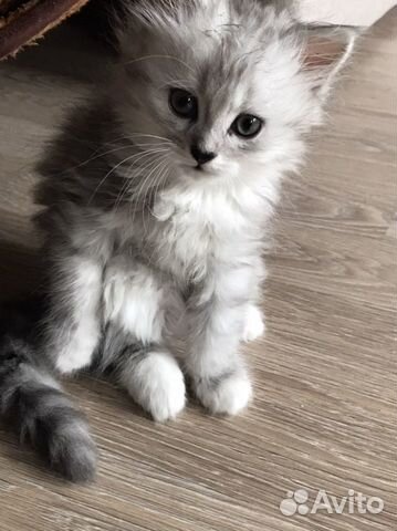 Котята
