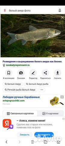 Белый амур для пруда 3 штю