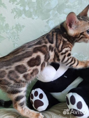 Мальчишки Бенгалы