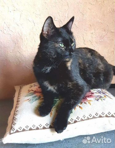 Добрая кошка в добрые руки