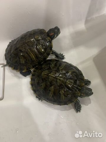 Черепаха в добрые руки