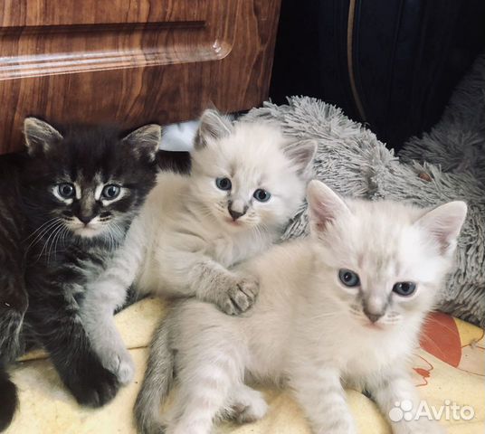Кошка