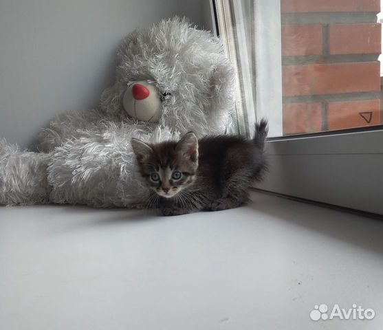 Кошечка бесплатно