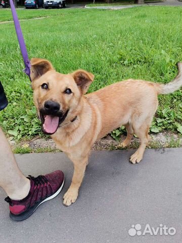 Собака в добрые руки щенок до 1 года