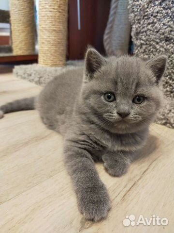 Британская