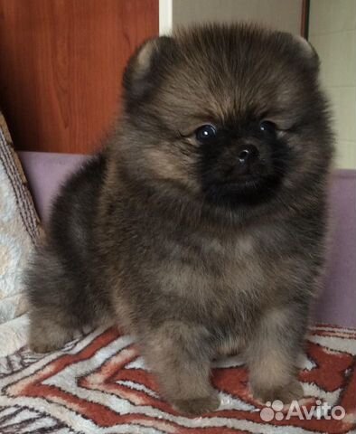 Померанский шпиц мальчик