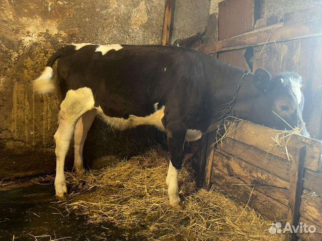 Продаётся тёлочка, 8 месяцев