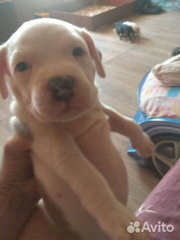 Амстафф премиум класса