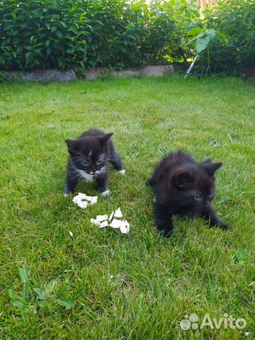 2 ласковых котенка ищут хозяев. 2 мальчика возраст