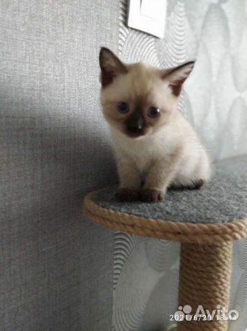 Тайские котята