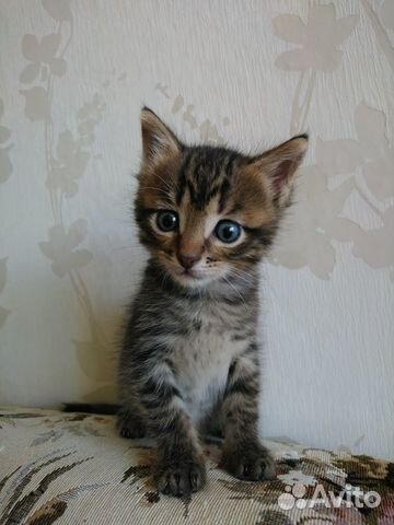 Котенок Барсик