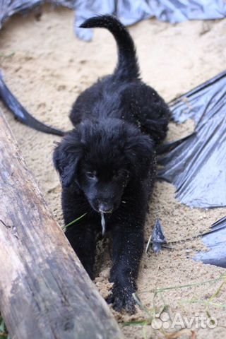 Щенок в добрые руки