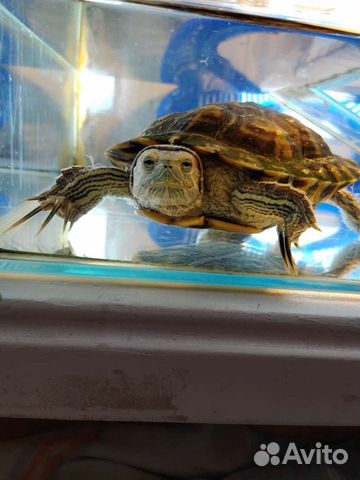 Красноухая черепаха бесплатно