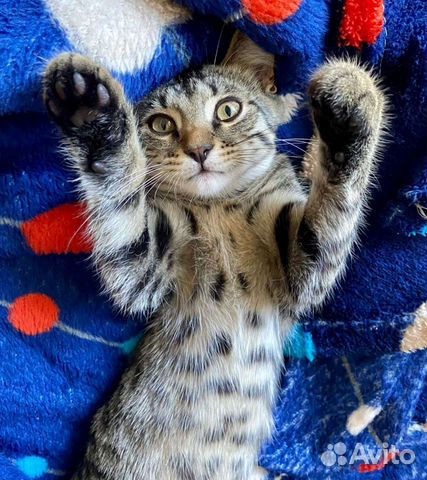 Котенок в добрые руки